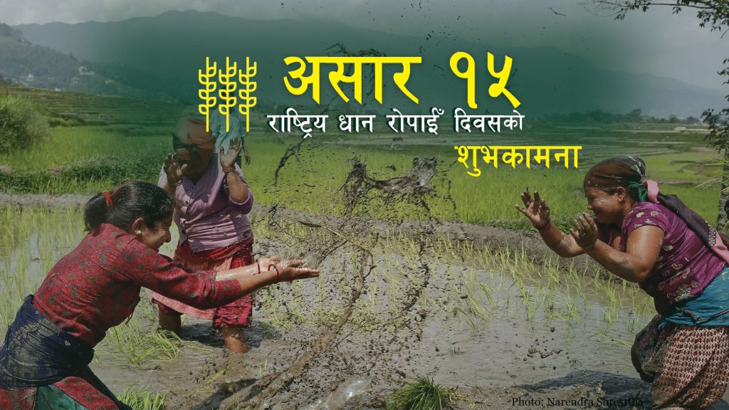 Asar 15, National Paddy Day, Asar Pandhra, Monsoon in Nepal